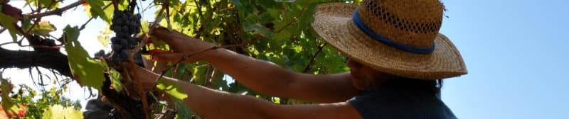 Taille royat : taille de la vigne en cordon de Royat - Coteaux d'Engraviès