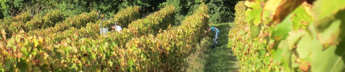 Taille royat : taille de la vigne en cordon de Royat - Coteaux d'Engraviès